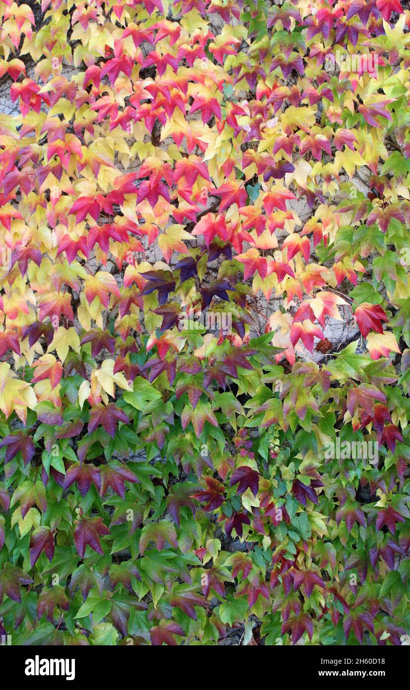 Colorful vine hi-res stock photography and images - Alamy