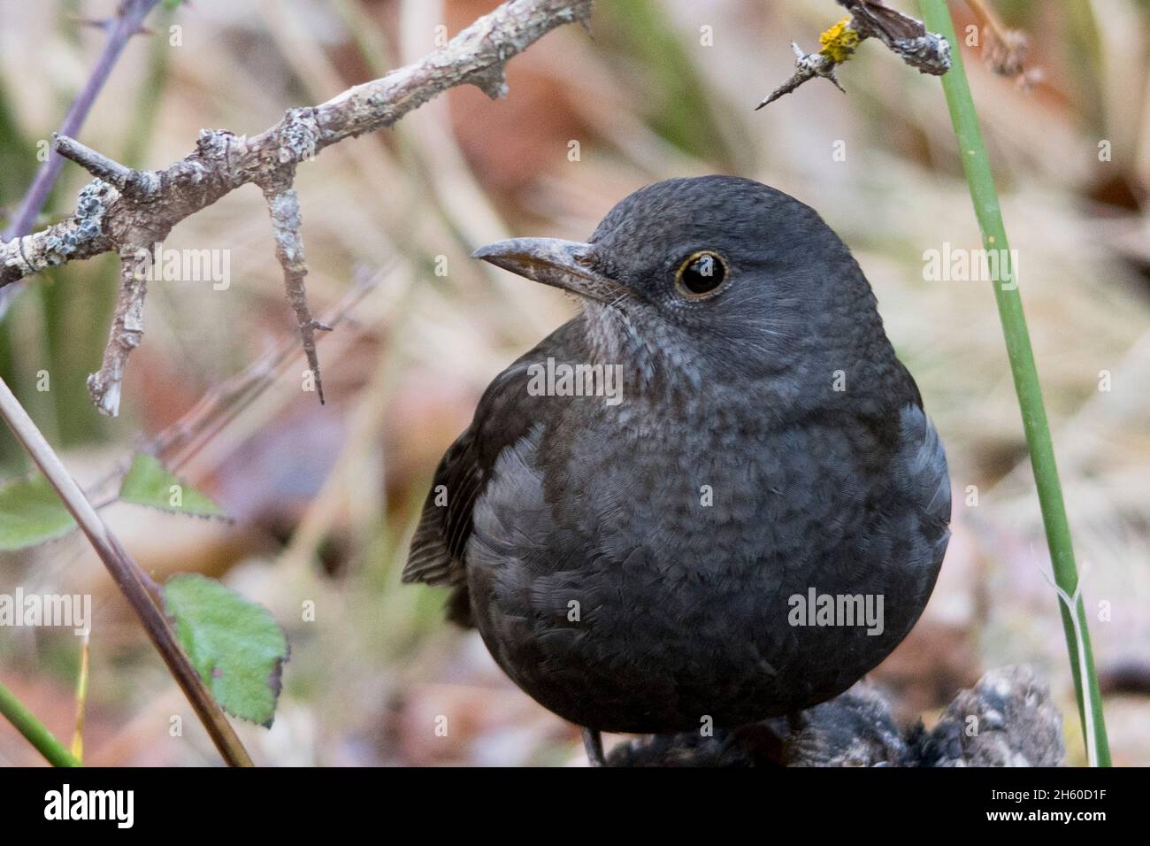 Wild birds in their natural environment. Birds in freedom Stock Photo ...