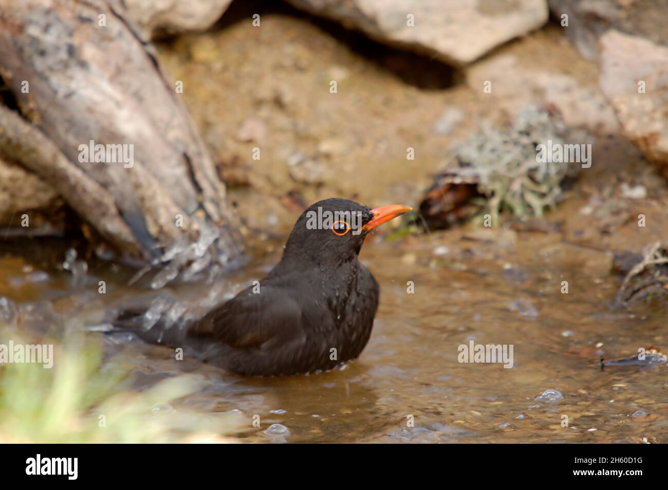 Wild birds in their natural environment. Birds in freedom Stock Photo ...