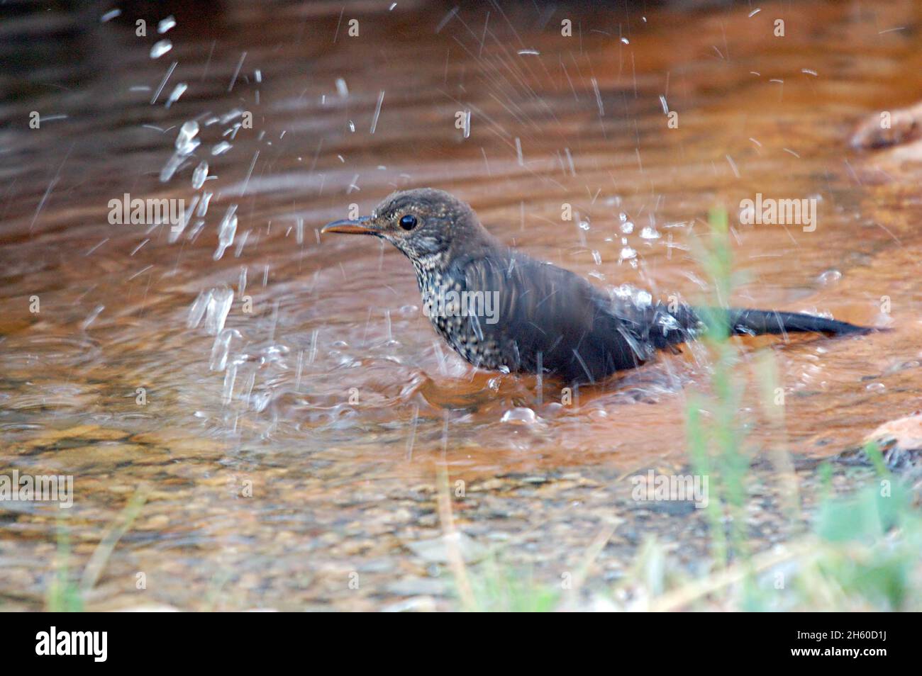 Wild birds in their natural environment. Birds in freedom Stock Photo ...