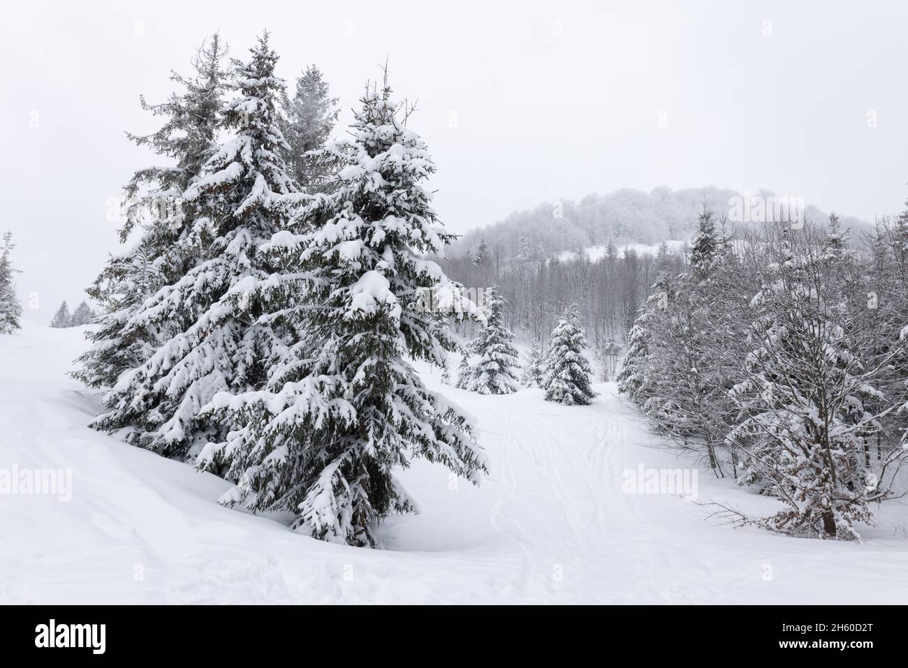 Harsh winter landscape beautiful snowy fir trees stand against a foggy ...
