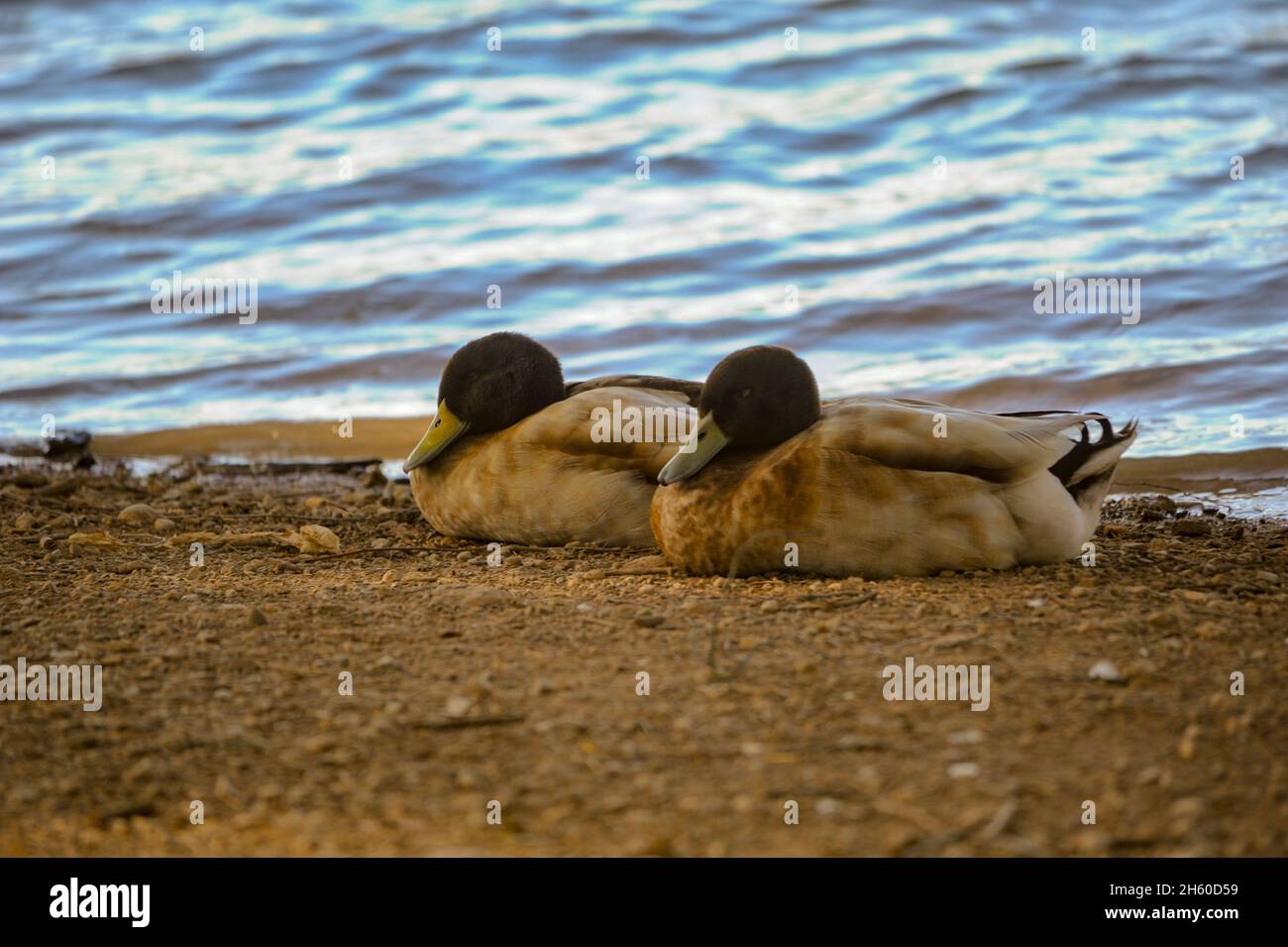 Wild birds in their natural environment. Birds in freedom Stock Photo ...