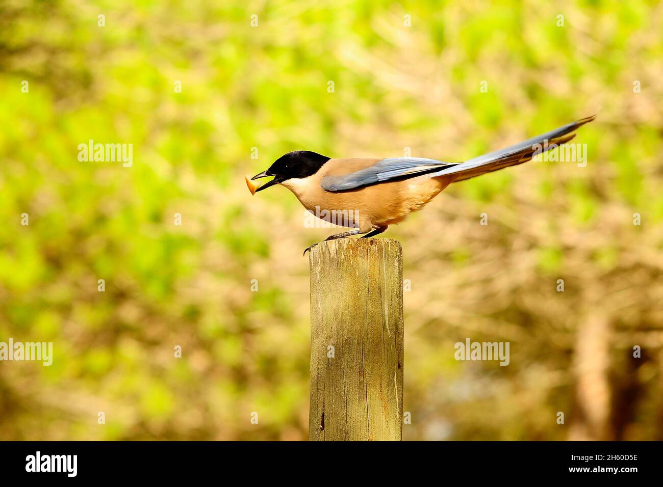 Wild birds in their natural environment. Birds in freedom Stock Photo ...
