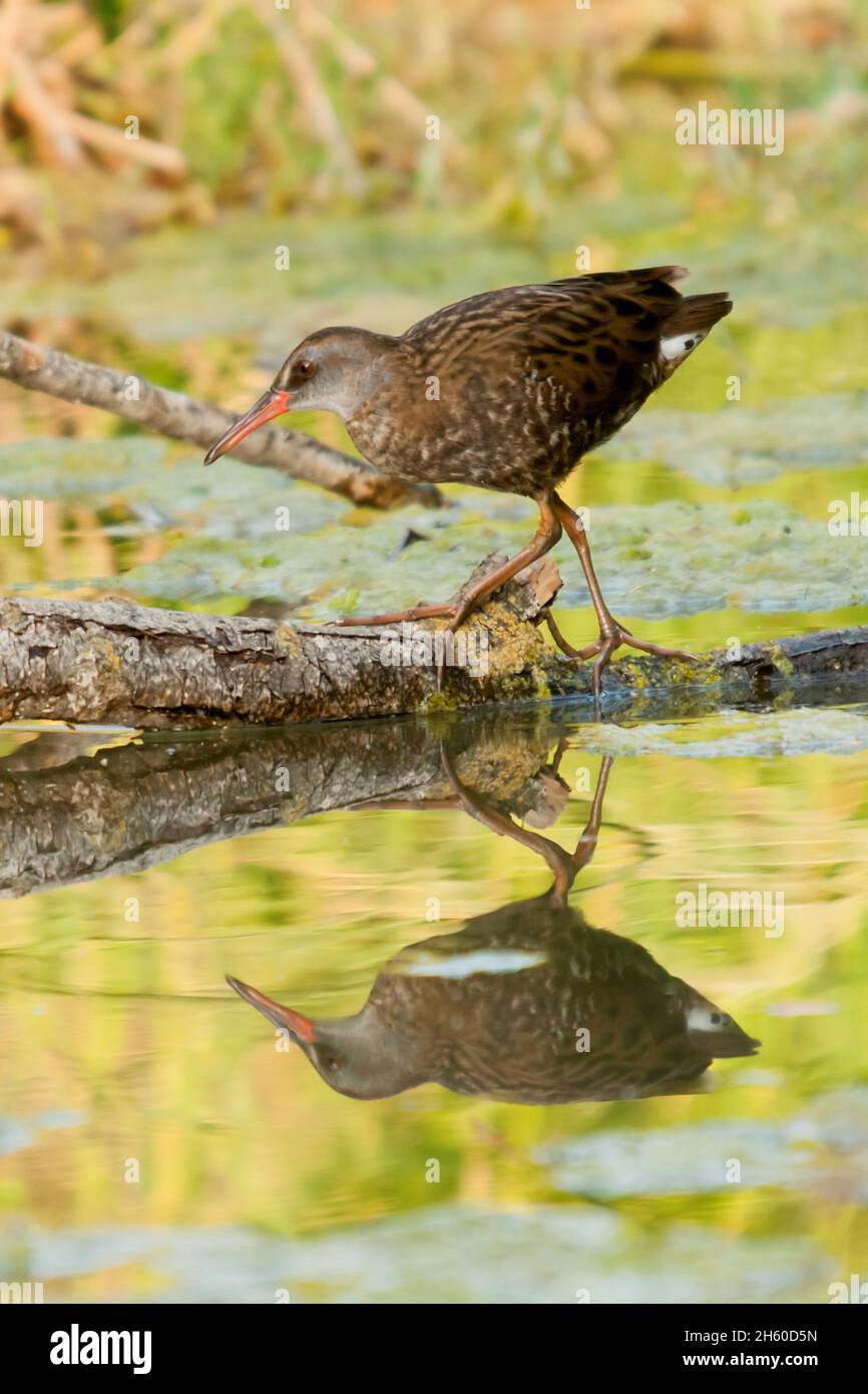 Wild birds in their natural environment. Birds in freedom Stock Photo ...