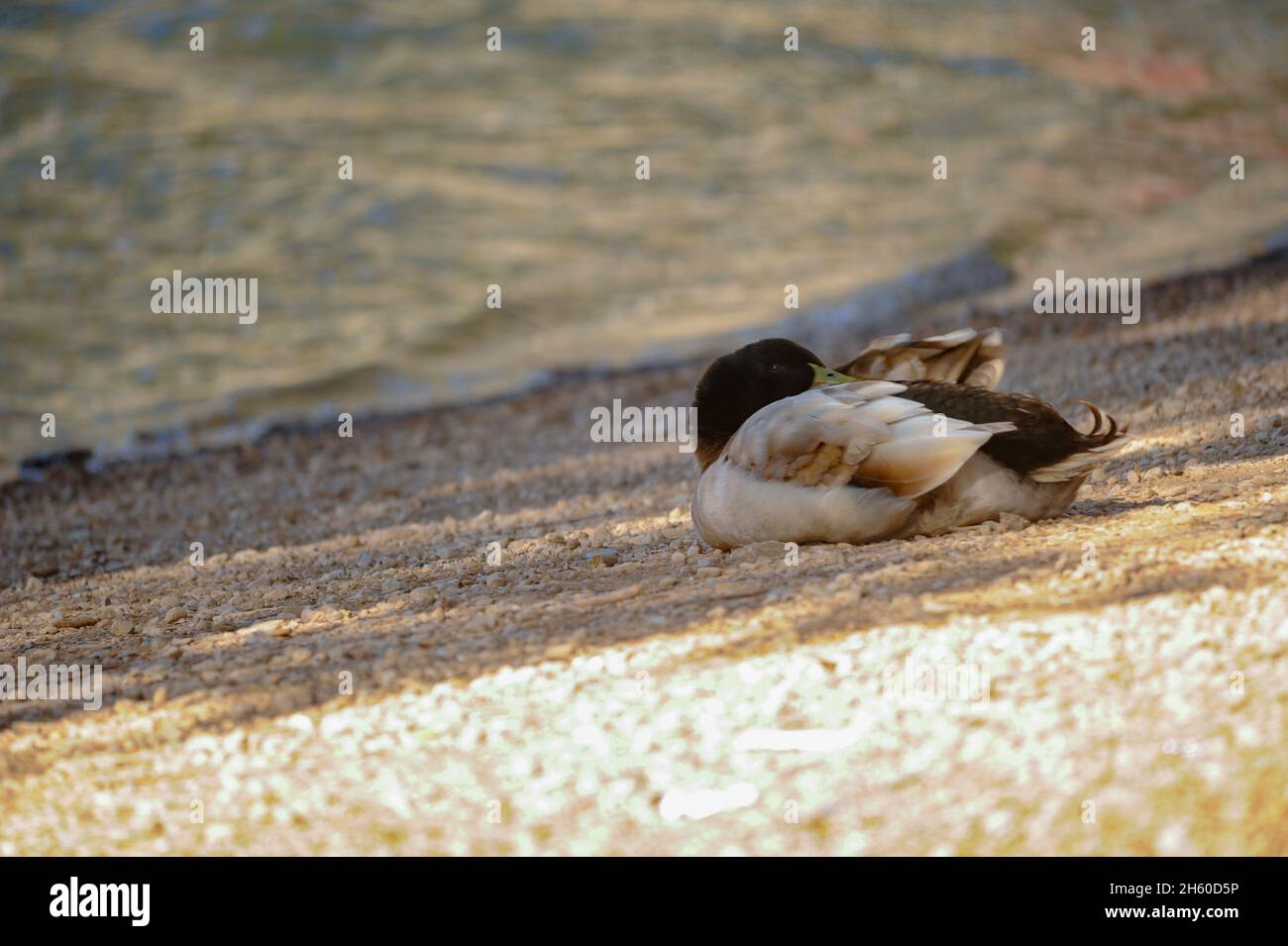 Wild birds in their natural environment. Birds in freedom Stock Photo ...