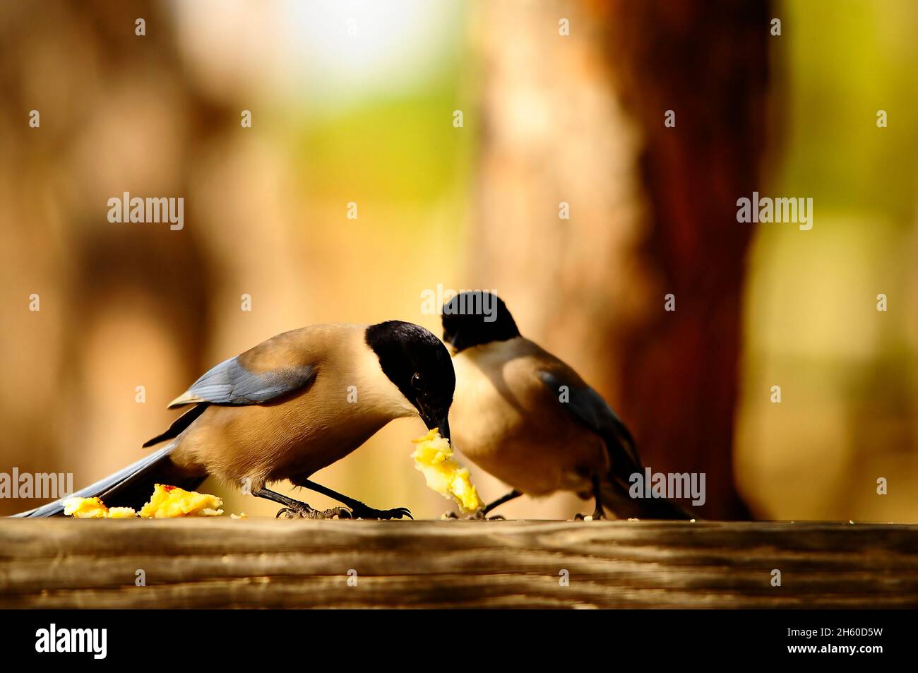 Wild birds in their natural environment. Birds in freedom Stock Photo ...
