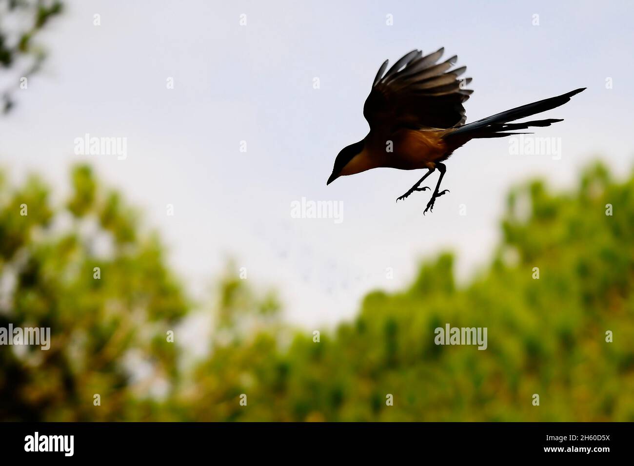 Wild birds in their natural environment. Birds in freedom Stock Photo ...