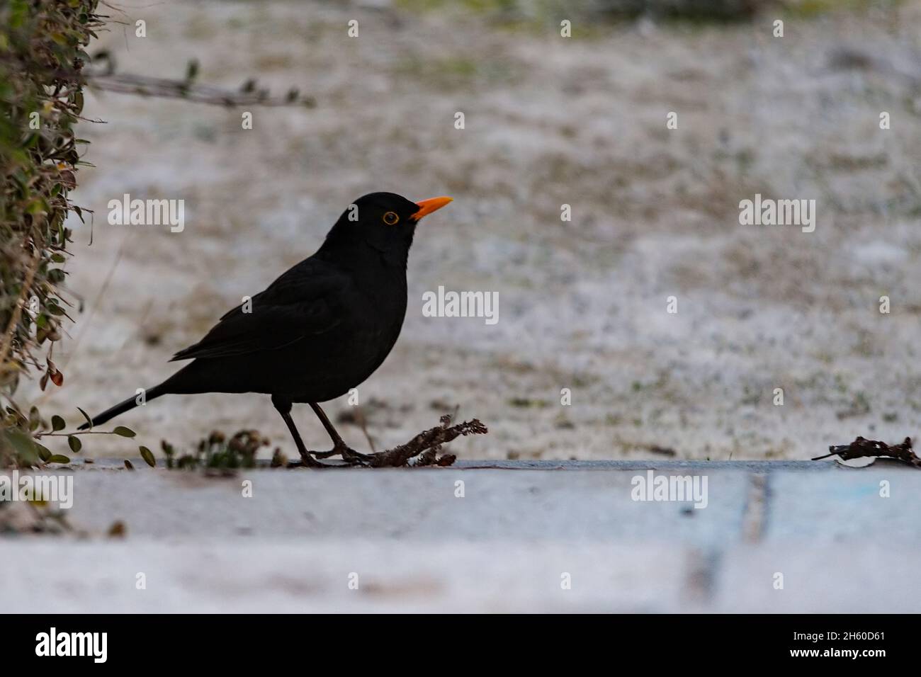 Wild birds in their natural environment. Birds in freedom Stock Photo ...