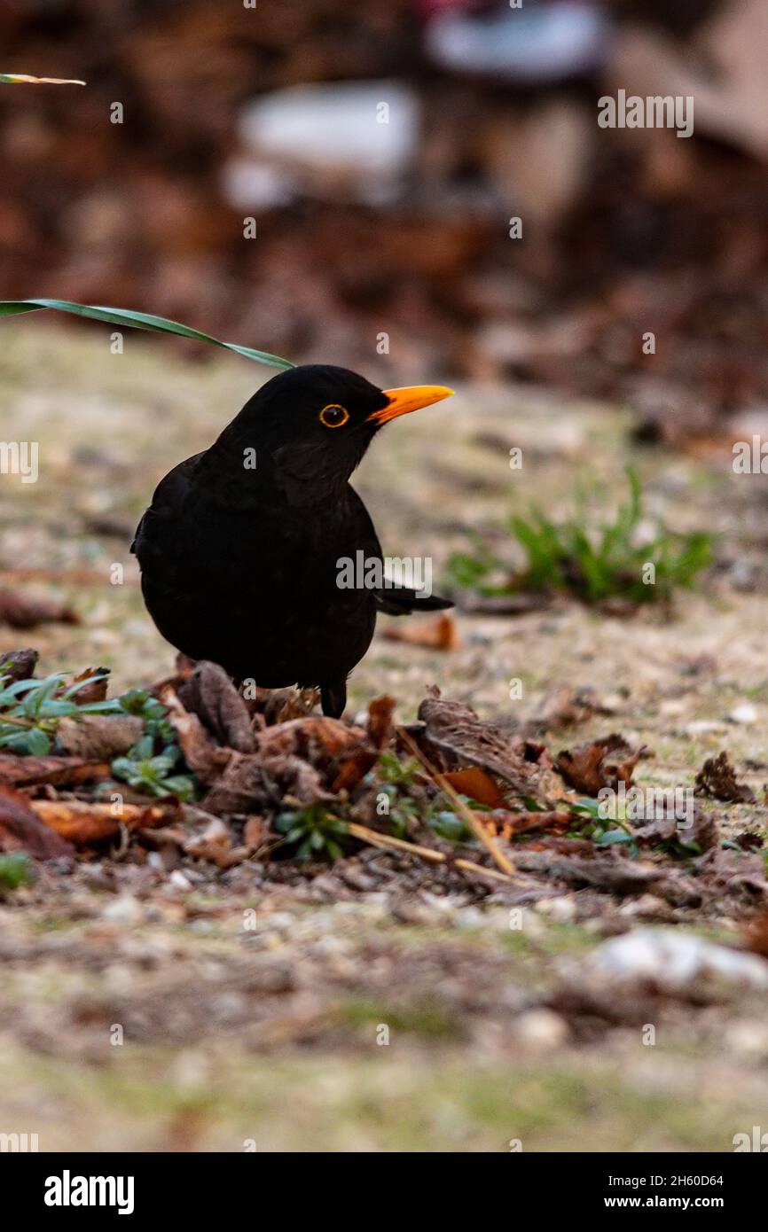 Wild birds in their natural environment. Birds in freedom Stock Photo ...