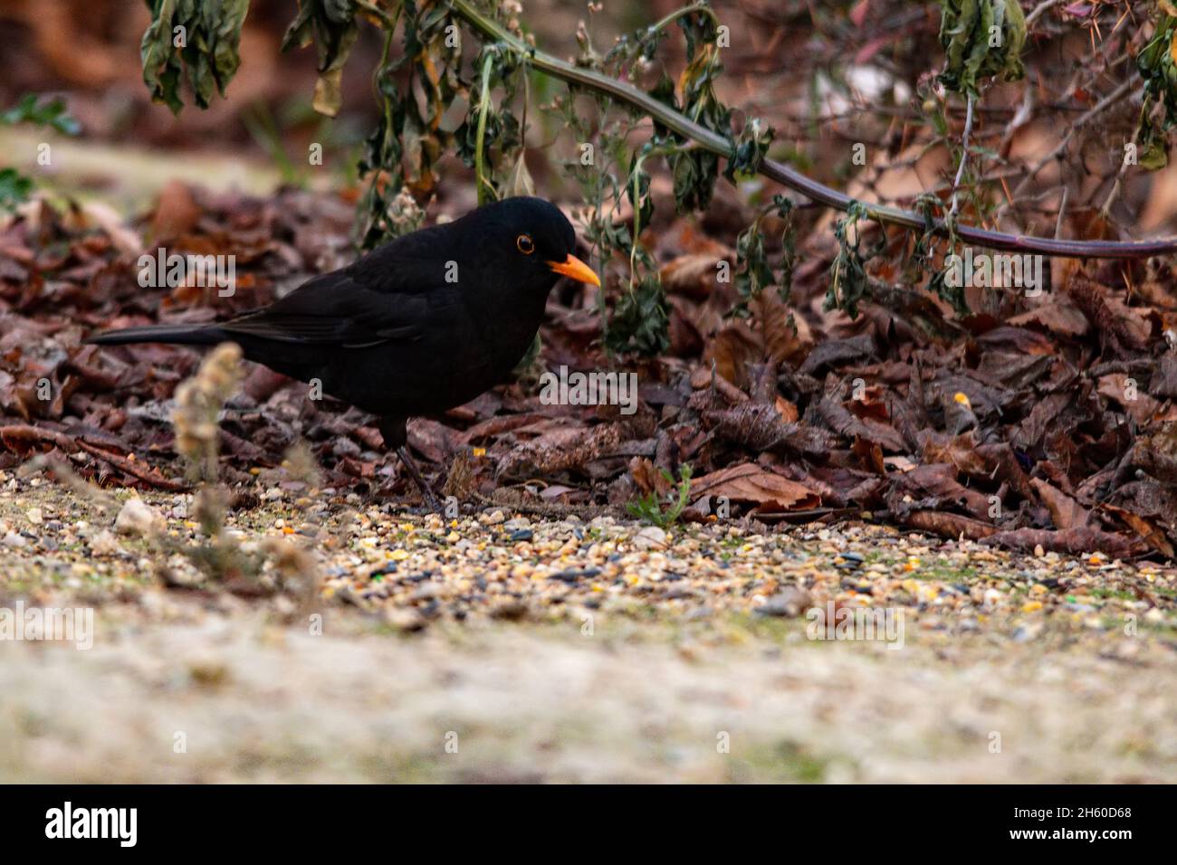 Wild birds in their natural environment. Birds in freedom Stock Photo ...