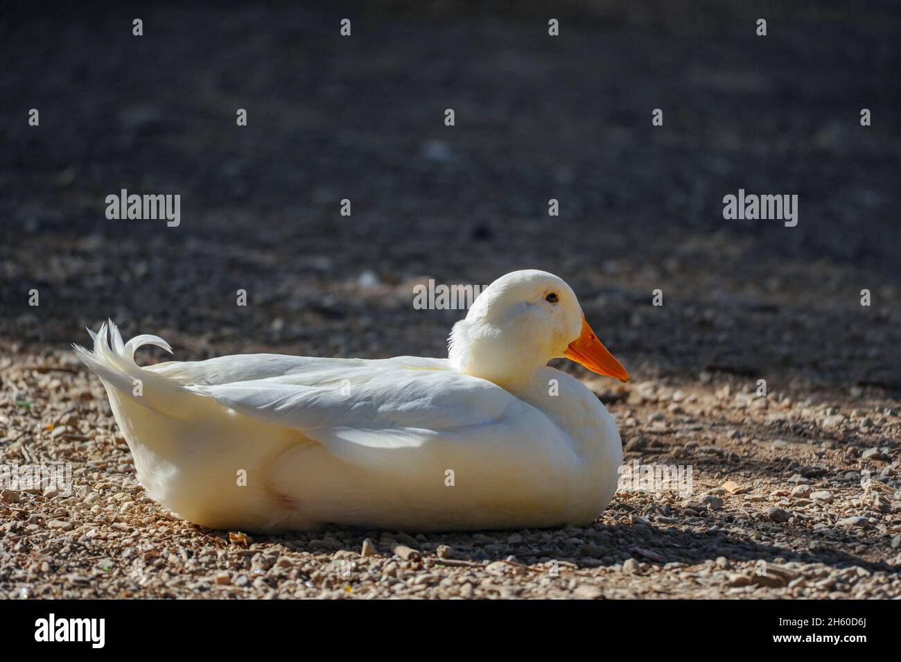 Wild birds in their natural environment. Birds in freedom Stock Photo ...