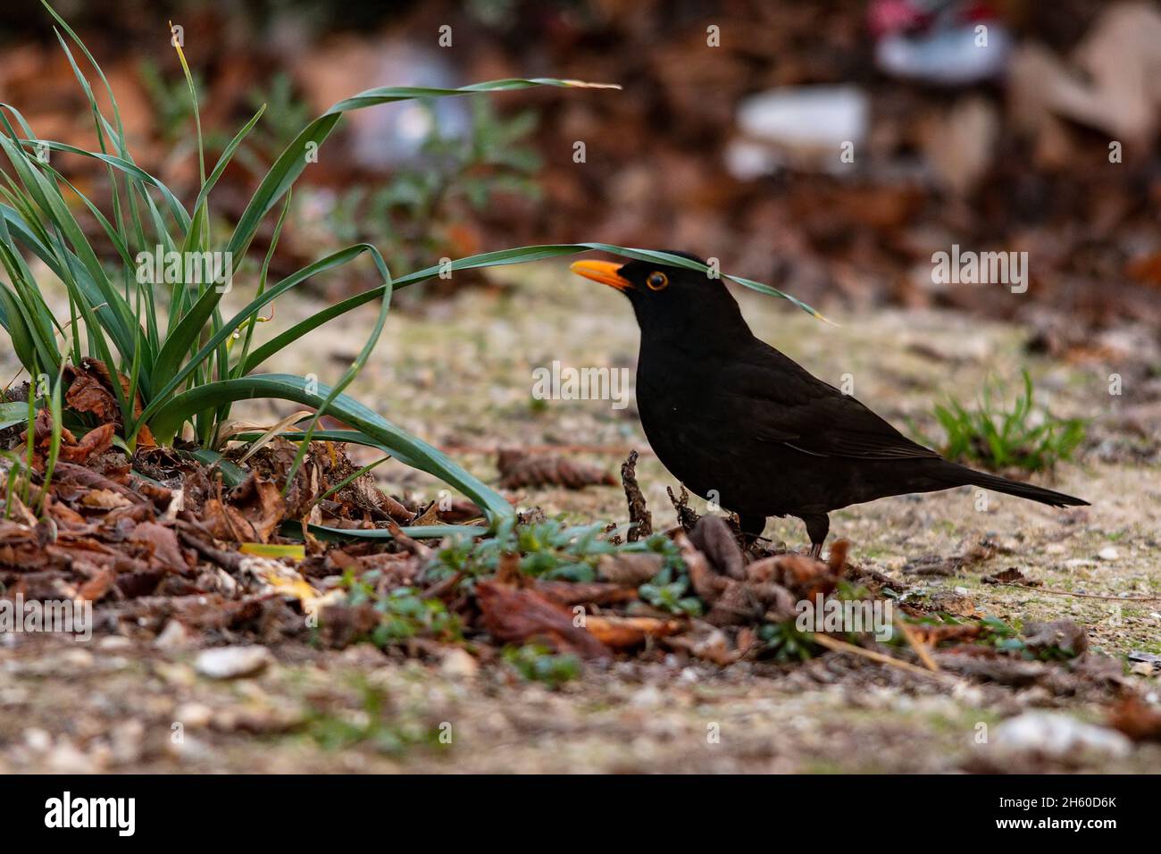 Wild birds in their natural environment. Birds in freedom Stock Photo ...