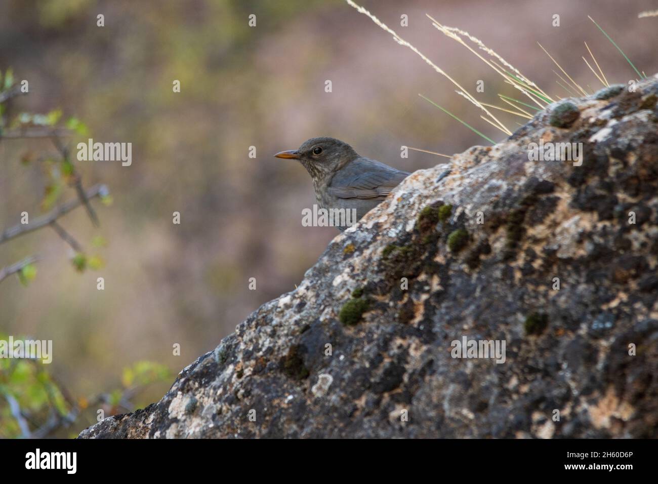 Wild birds in their natural environment. Birds in freedom Stock Photo ...