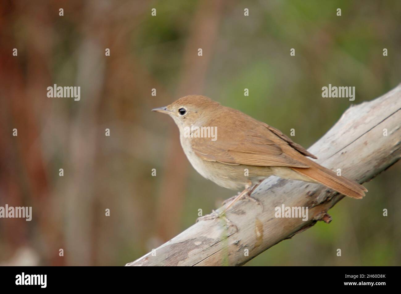 Wild birds in their natural environment. Birds in freedom Stock Photo ...