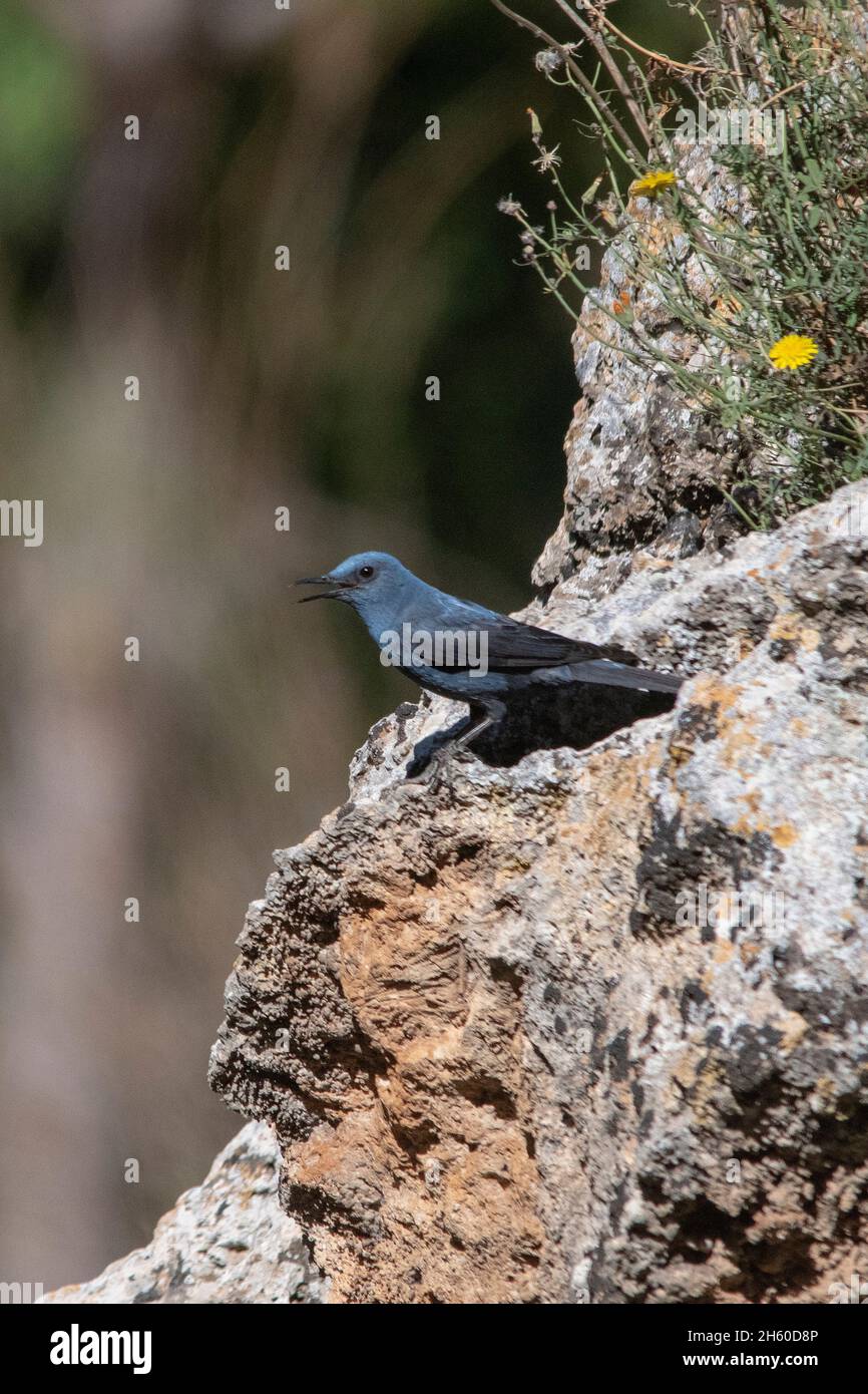Wild birds in their natural environment. Birds in freedom Stock Photo ...