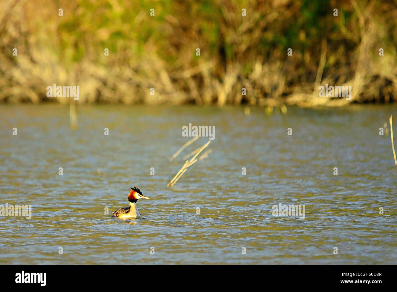 Wild birds in their natural environment. Birds in freedom Stock Photo ...