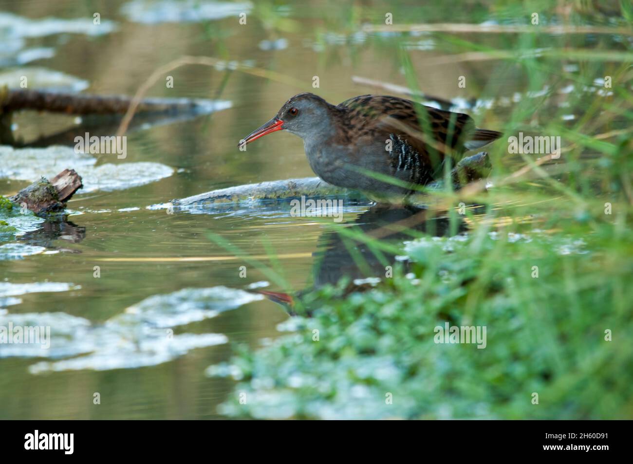 Wild birds in their natural environment. Birds in freedom Stock Photo ...