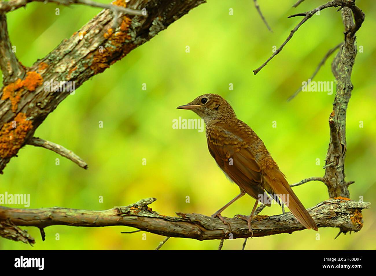 Wild birds in their natural environment. Birds in freedom Stock Photo ...