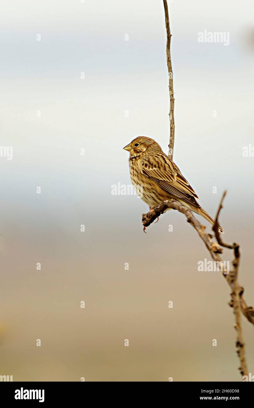 Wild birds in their natural environment. Birds in freedom Stock Photo ...