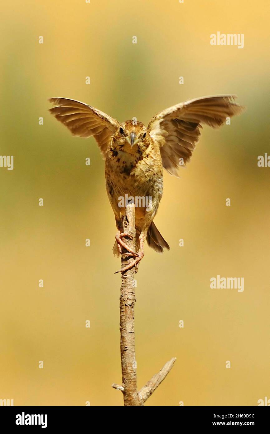Wild birds in their natural environment. Birds in freedom Stock Photo ...