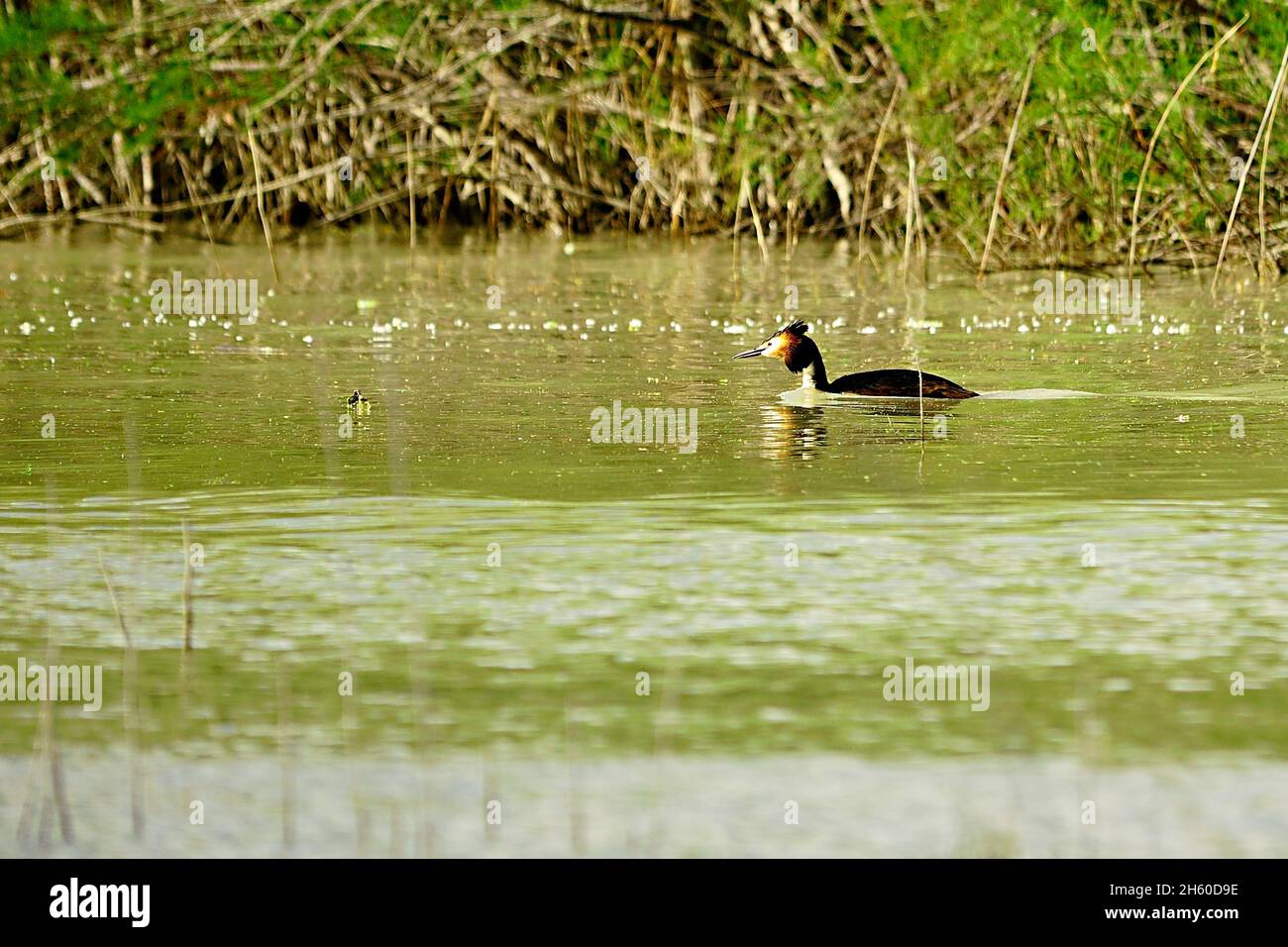 Wild birds in their natural environment. Birds in freedom Stock Photo ...