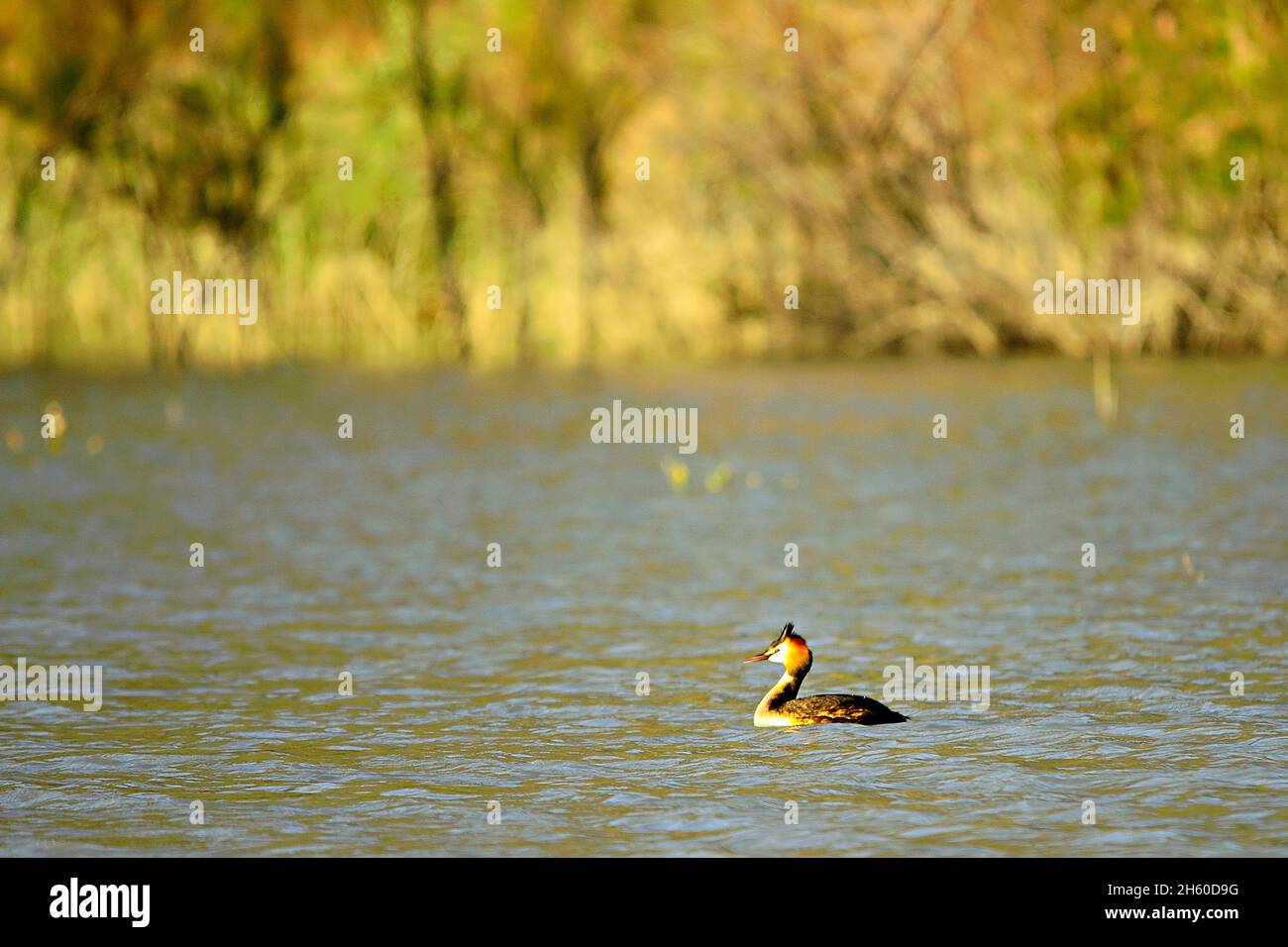 Wild birds in their natural environment. Birds in freedom Stock Photo ...