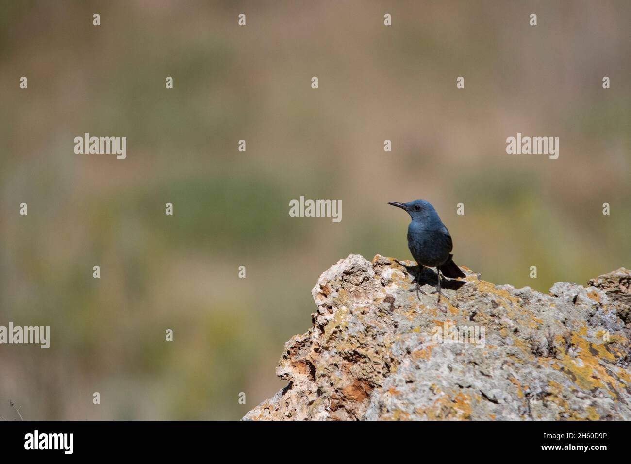 Wild birds in their natural environment. Birds in freedom Stock Photo ...