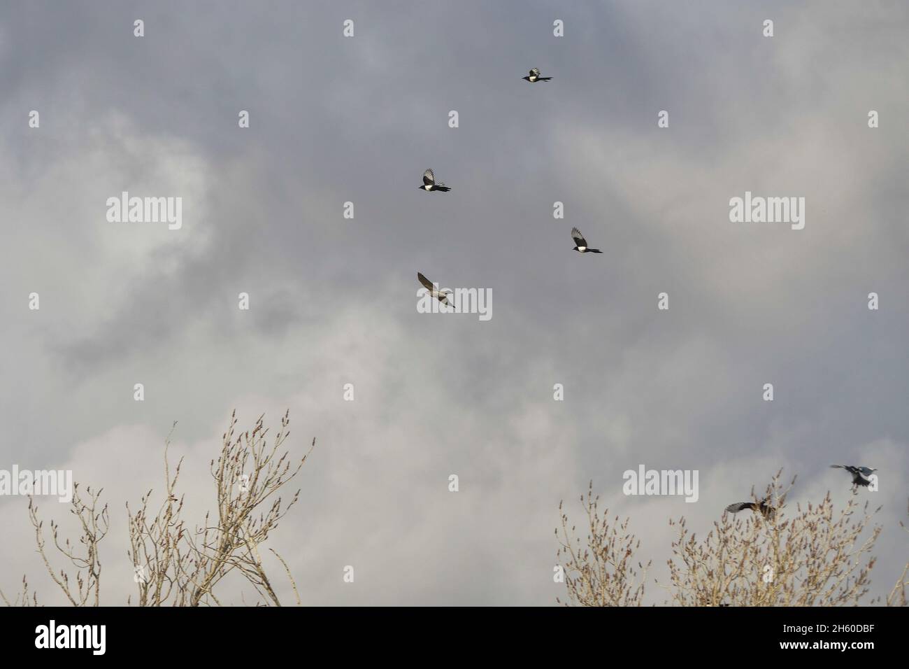 Wild birds in their natural environment. Birds in freedom Stock Photo ...