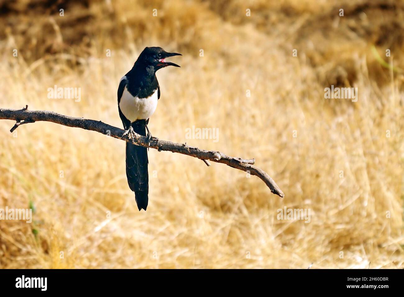 Wild birds in their natural environment. Birds in freedom Stock Photo ...