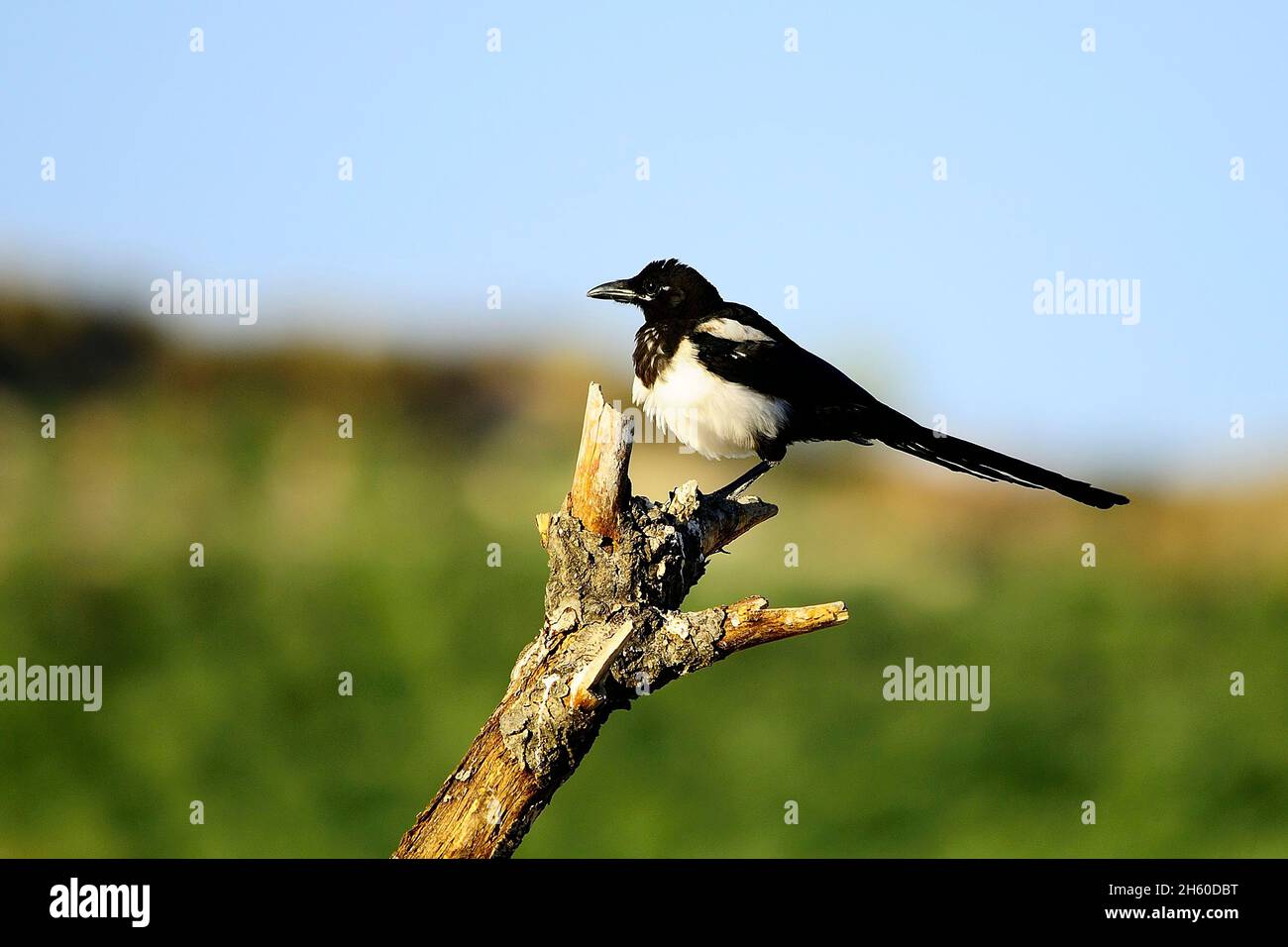 Wild birds in their natural environment. Birds in freedom Stock Photo ...