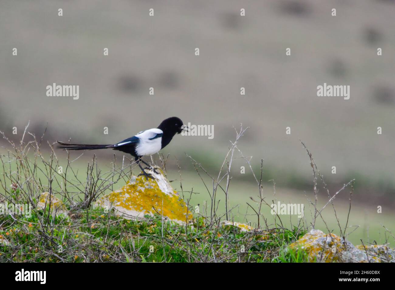 Wild birds in their natural environment. Birds in freedom Stock Photo ...