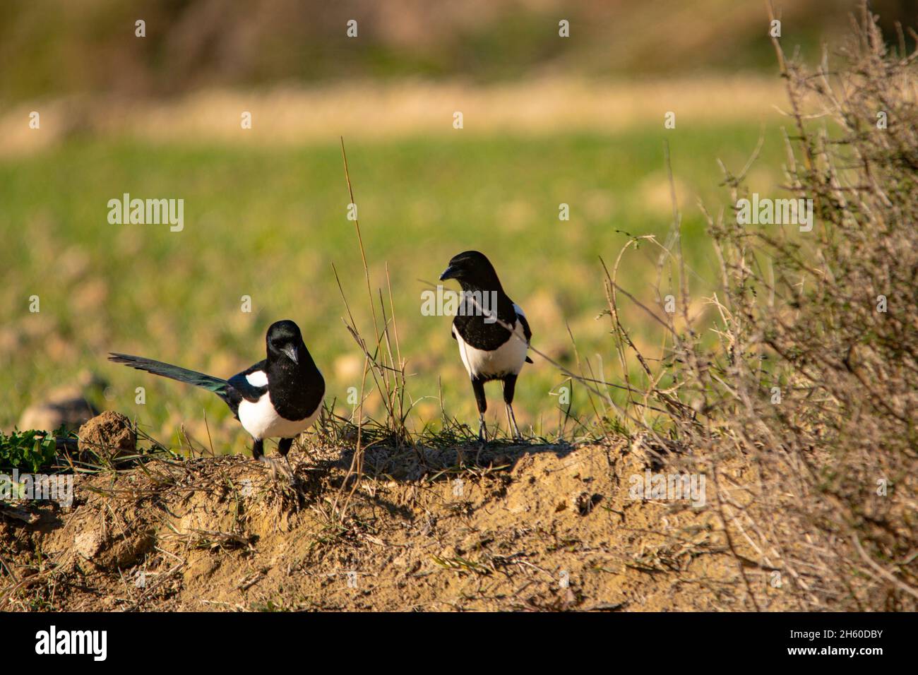 Wild birds in their natural environment. Birds in freedom Stock Photo ...
