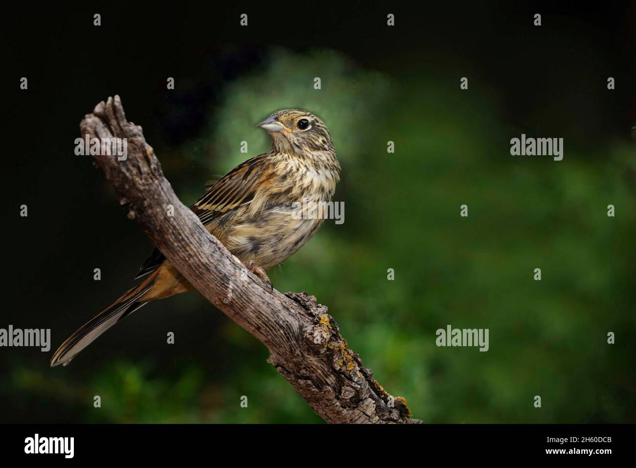 Wild birds in their natural environment. Birds in freedom Stock Photo ...