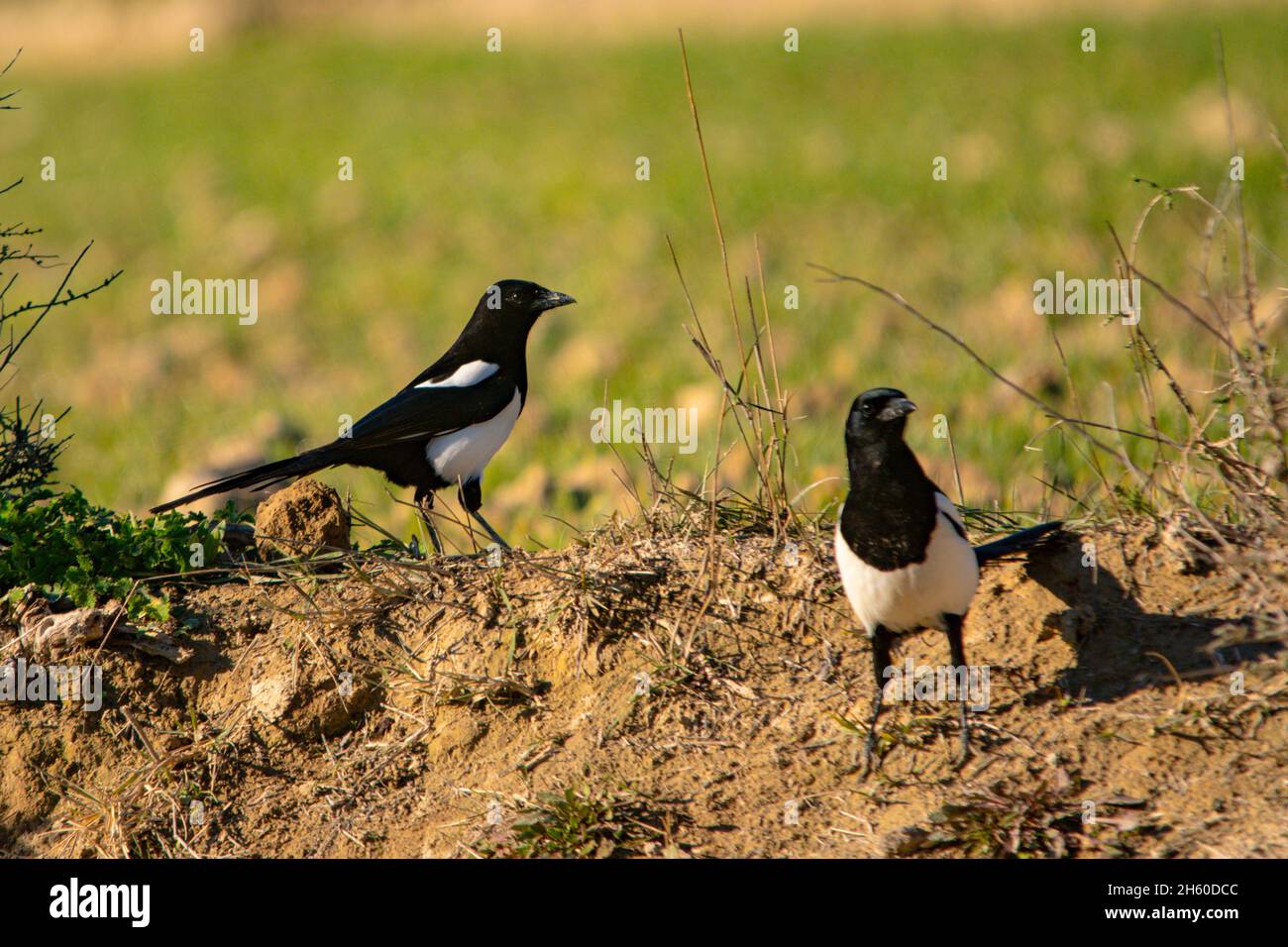 Wild birds in their natural environment. Birds in freedom Stock Photo ...