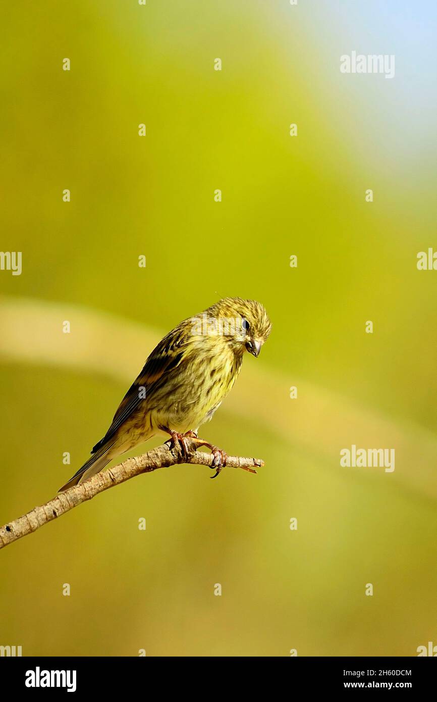 Wild birds in their natural environment. Birds in freedom Stock Photo ...