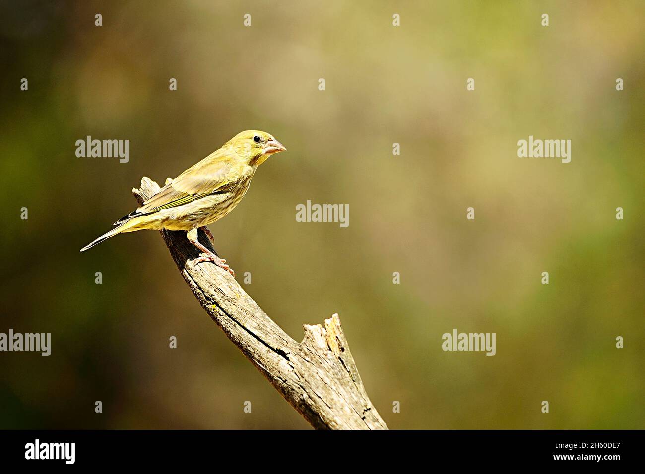 Wild birds in their natural environment. Birds in freedom Stock Photo ...