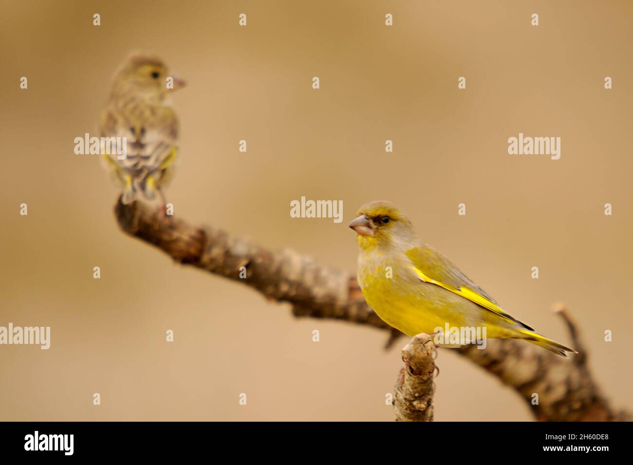 Wild birds in their natural environment. Birds in freedom Stock Photo ...