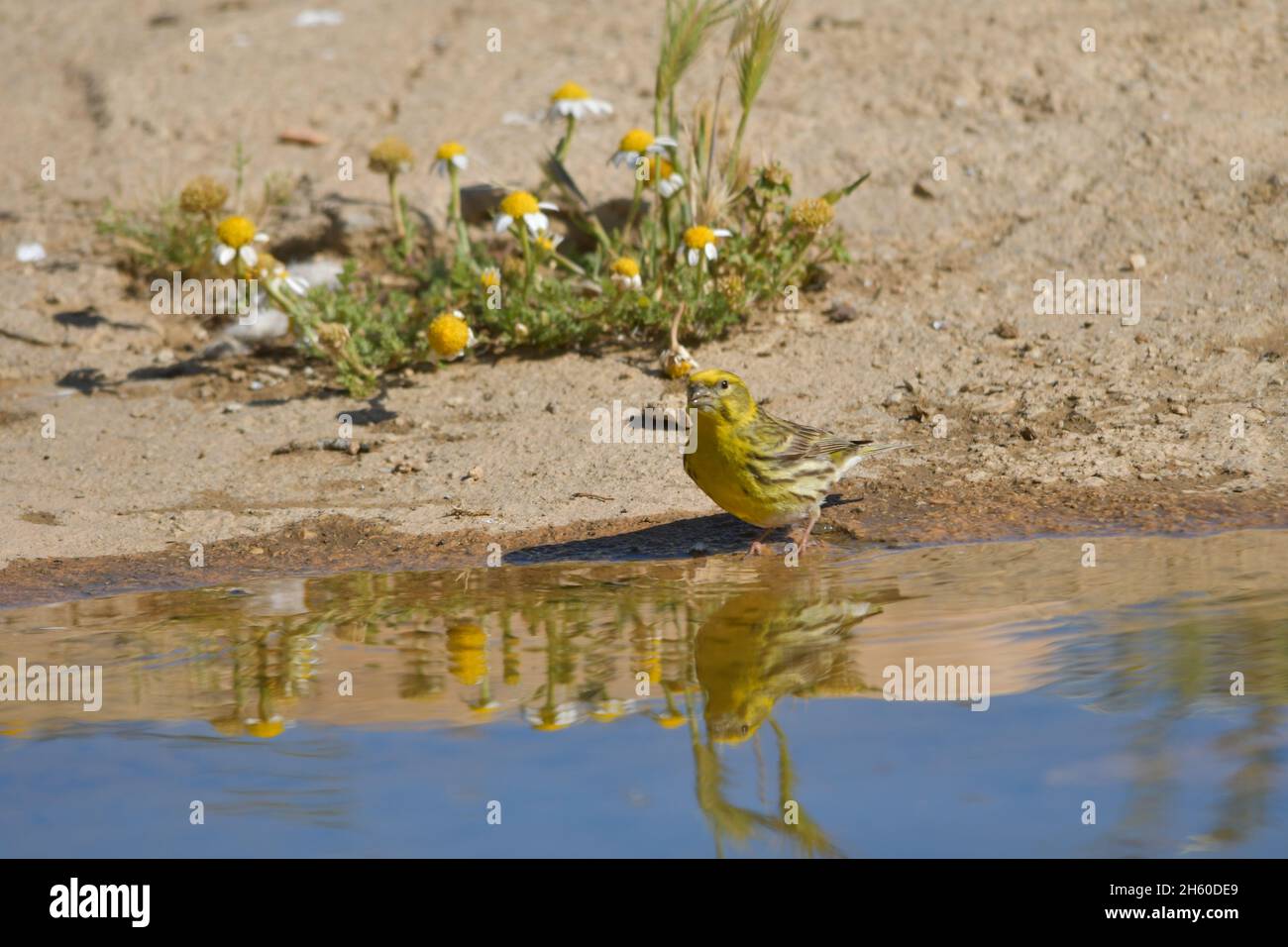 Wild birds in their natural environment. Birds in freedom Stock Photo ...