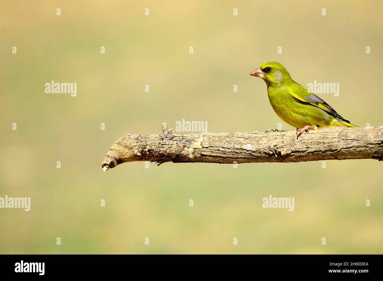 Wild birds in their natural environment. Birds in freedom Stock Photo ...