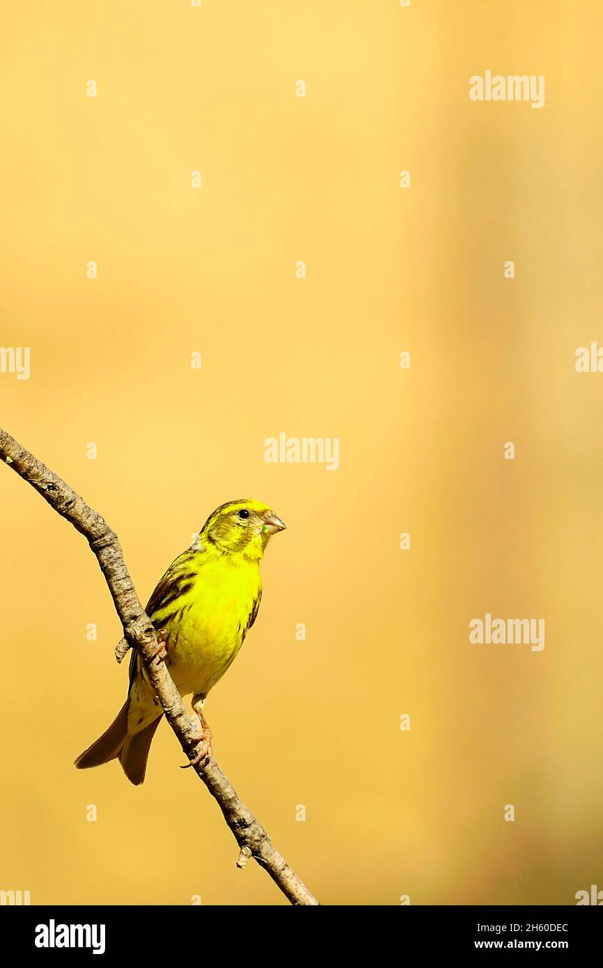 Wild birds in their natural environment. Birds in freedom Stock Photo ...