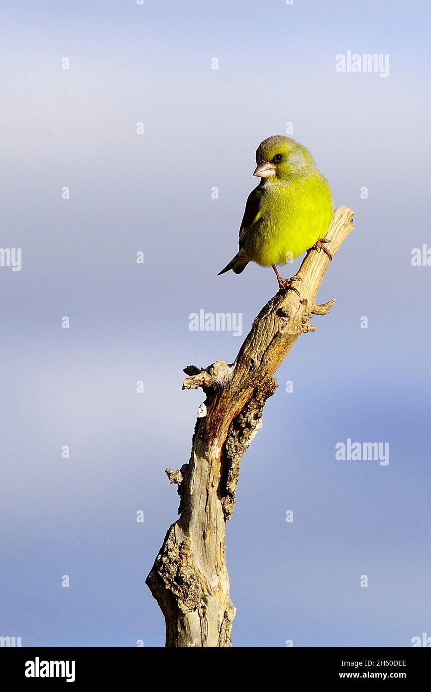 Wild birds in their natural environment. Birds in freedom Stock Photo ...