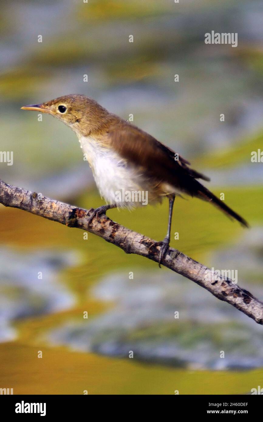 Wild birds in their natural environment. Birds in freedom Stock Photo ...