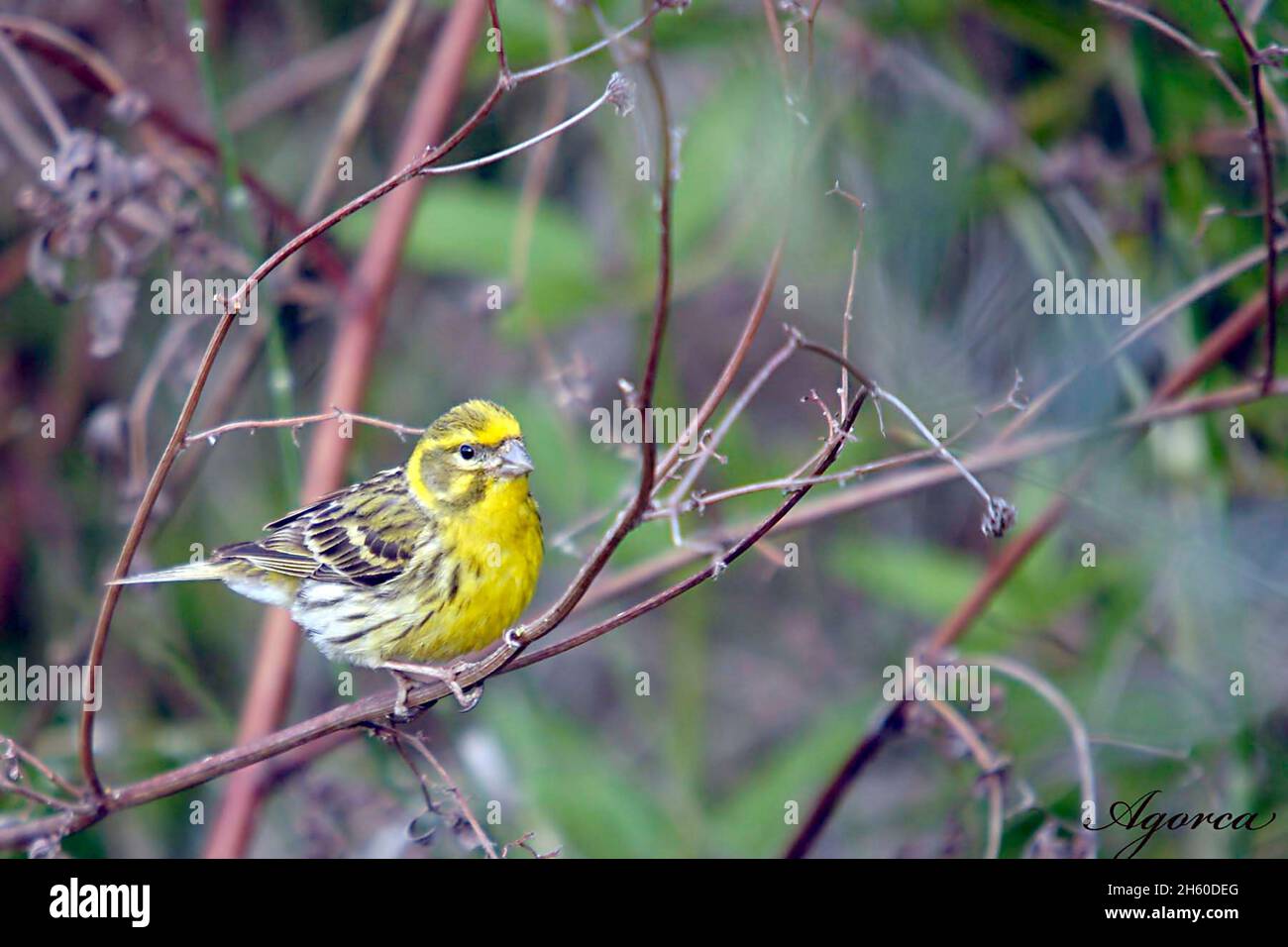 Wild birds in their natural environment. Birds in freedom Stock Photo ...