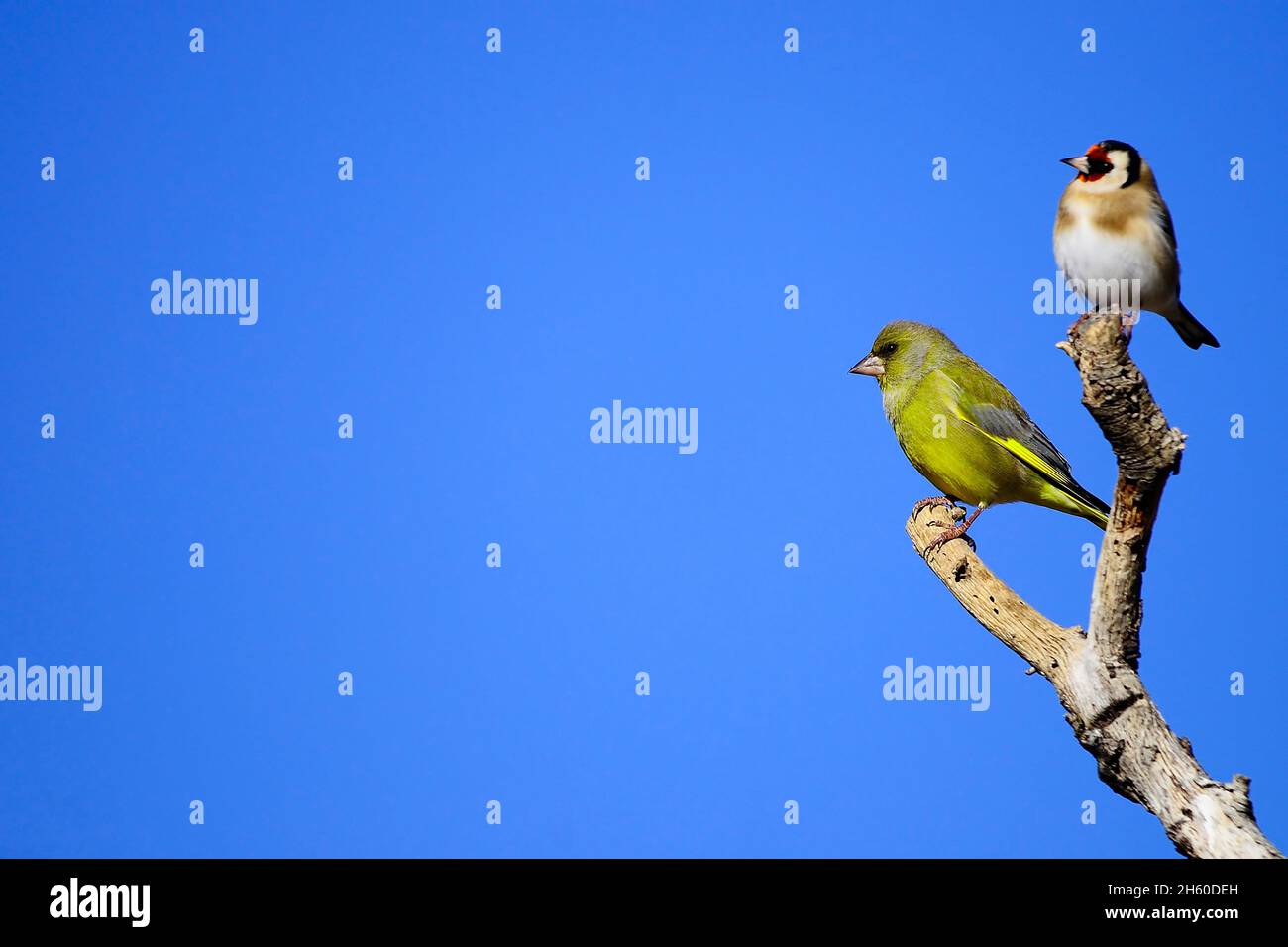 Wild birds in their natural environment. Birds in freedom Stock Photo ...