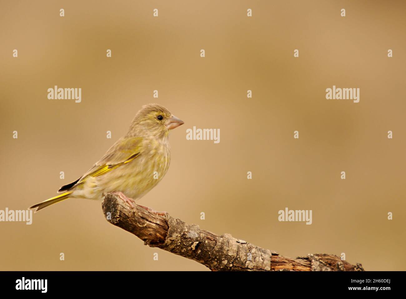Wild birds in their natural environment. Birds in freedom Stock Photo ...