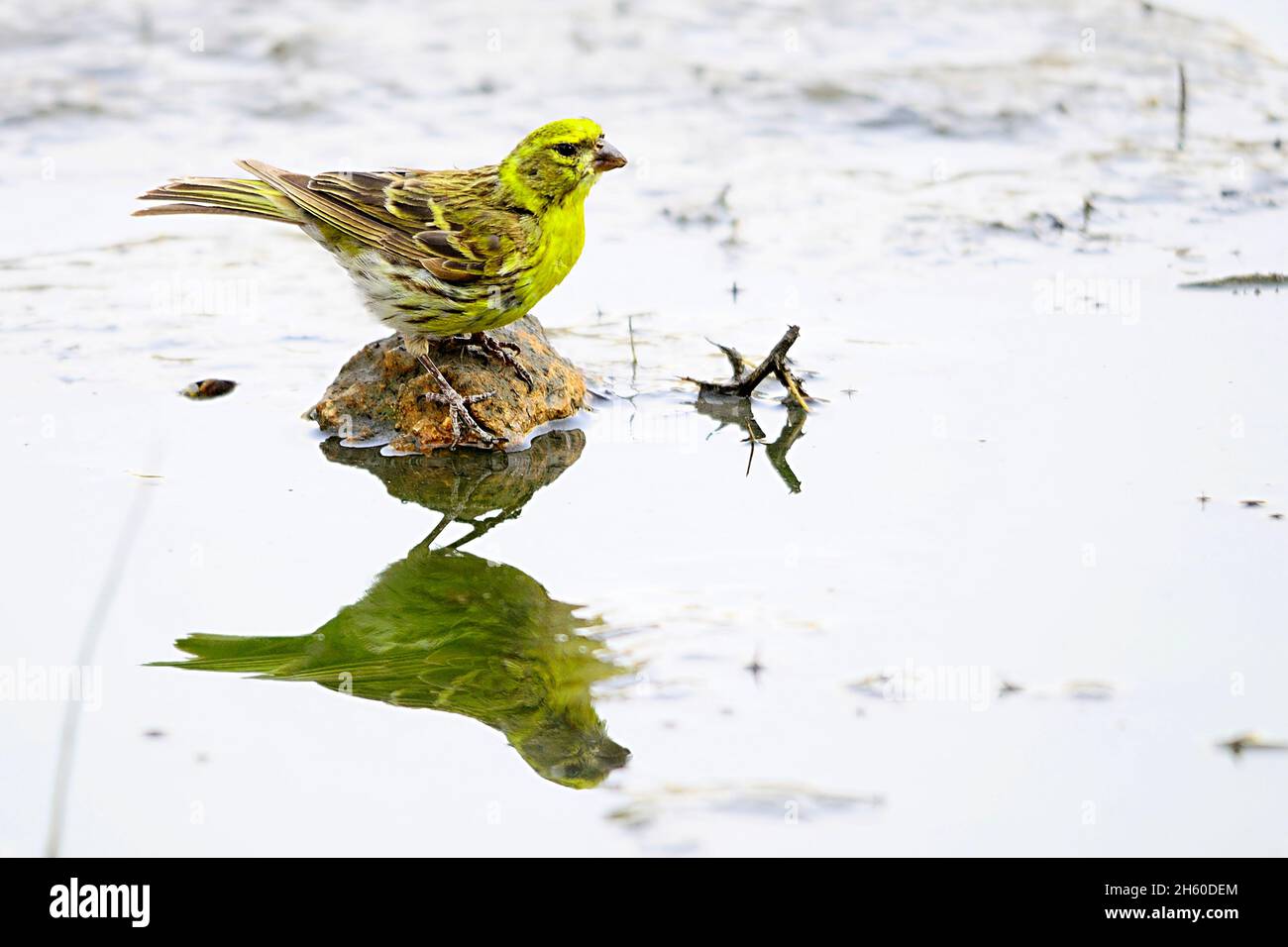 Wild birds in their natural environment. Birds in freedom Stock Photo ...