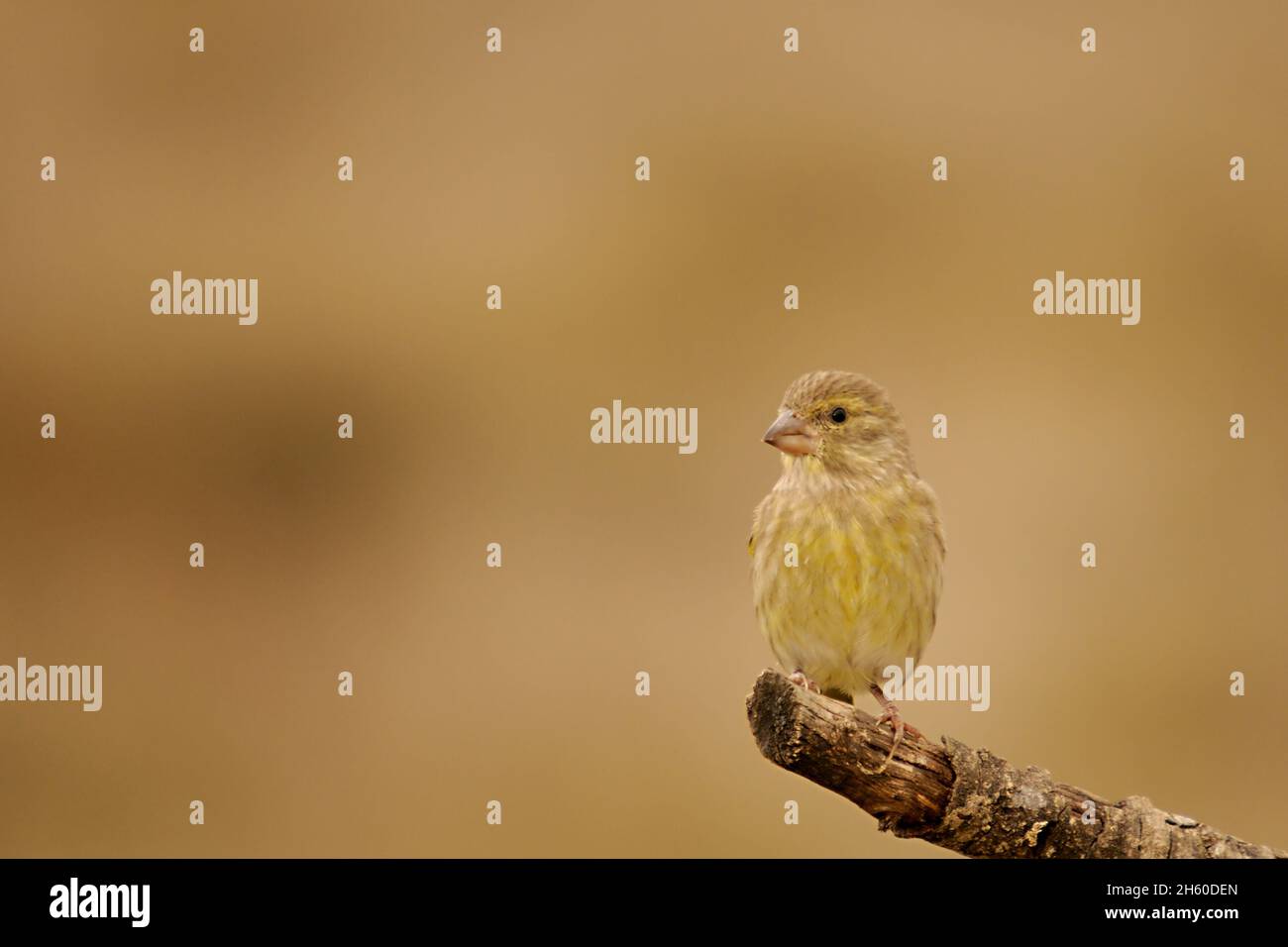 Wild birds in their natural environment. Birds in freedom Stock Photo ...