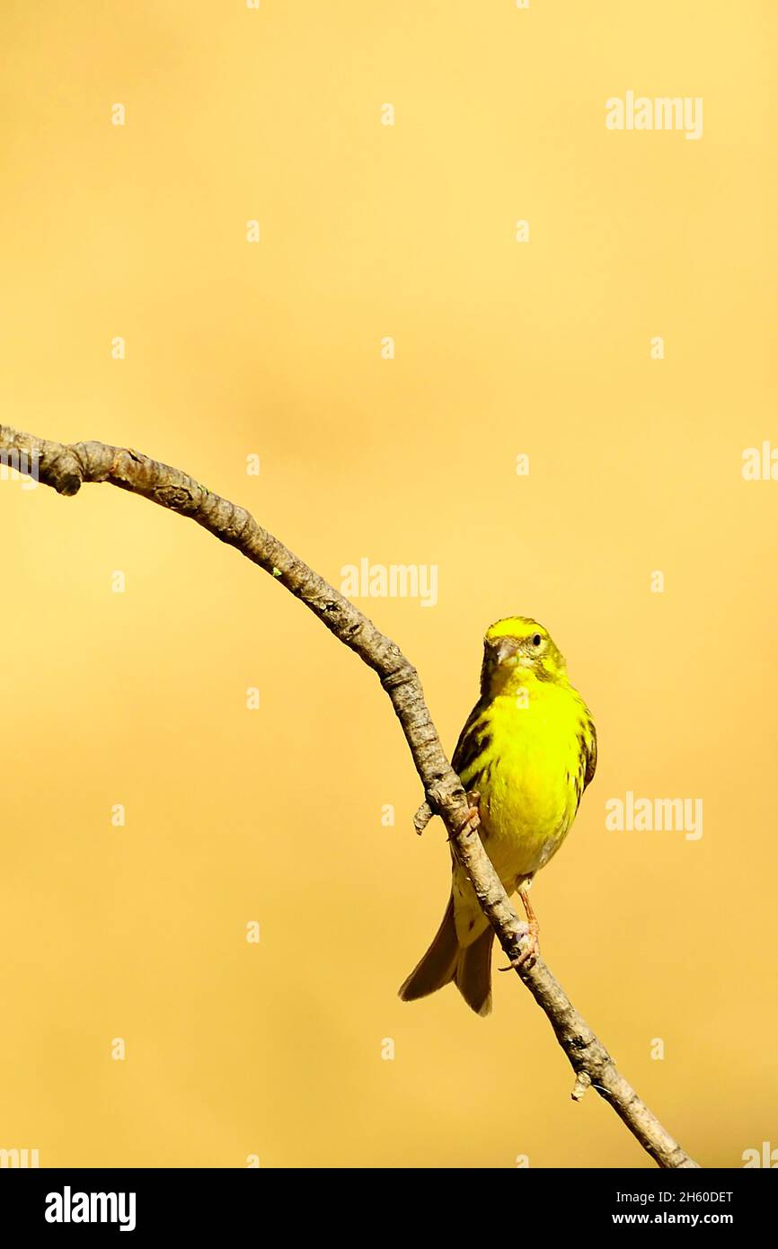 Wild birds in their natural environment. Birds in freedom Stock Photo ...