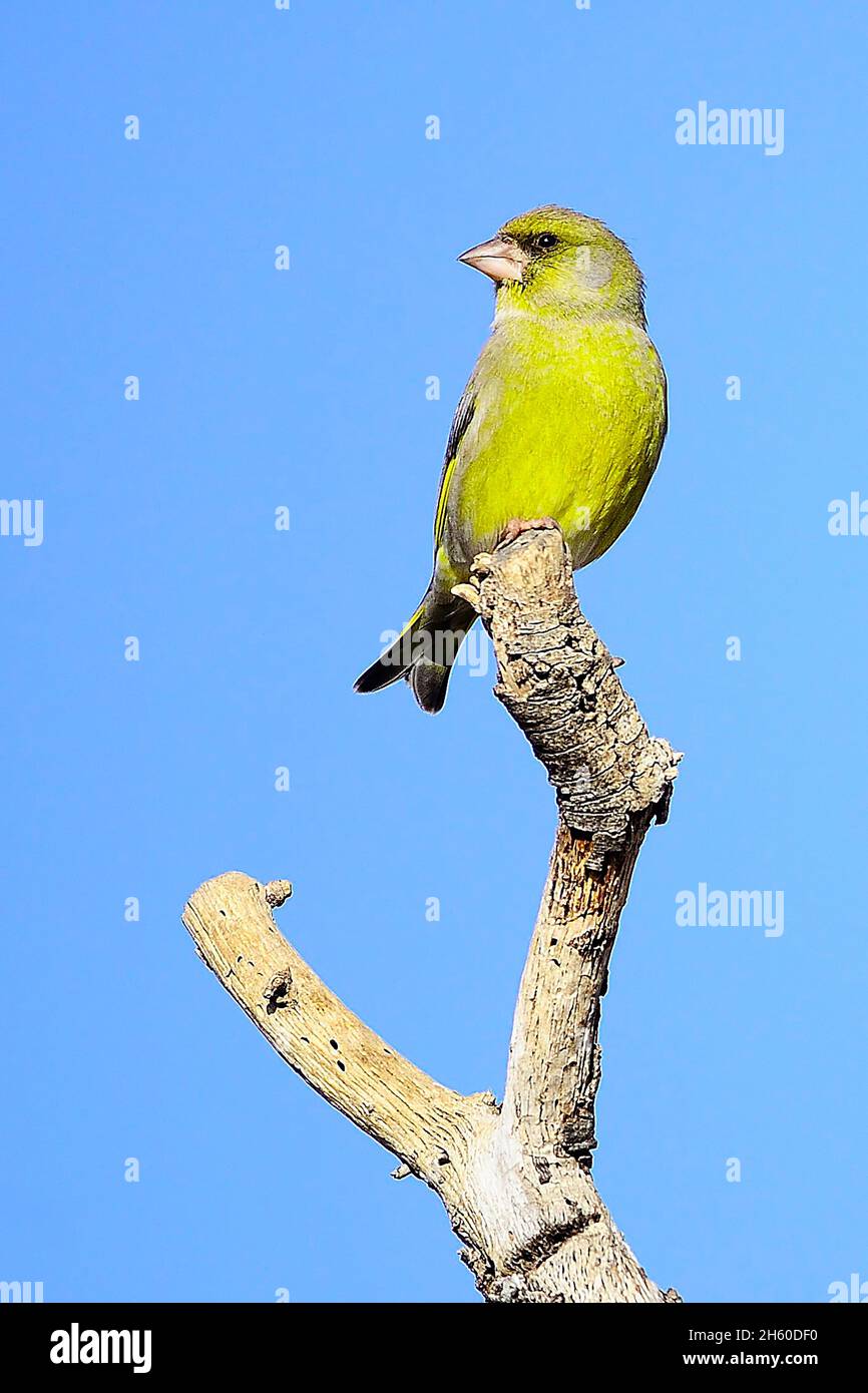 Wild birds in their natural environment. Birds in freedom Stock Photo ...