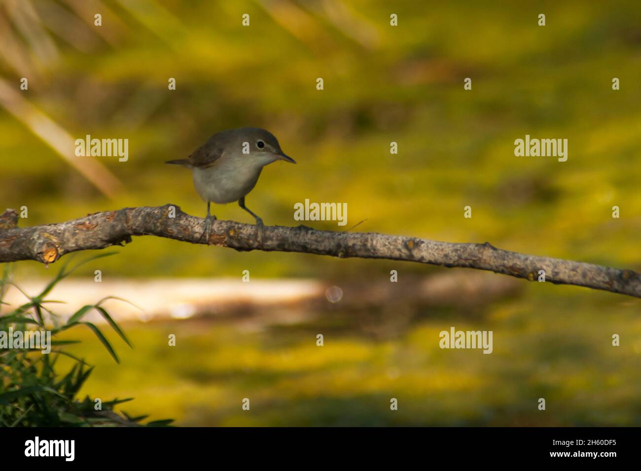 Wild birds in their natural environment. Birds in freedom Stock Photo ...